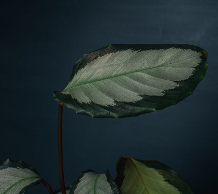 Calathea roseopicta corona 'Snake Plant' - Discoverplants