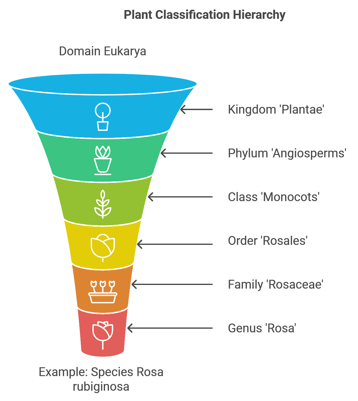 Plant Taxonomy for Dummies: Understanding Basic Plant Classification ...