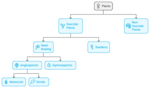 Plant Taxonomy for Dummies: Understanding Basic Plant Classification ...