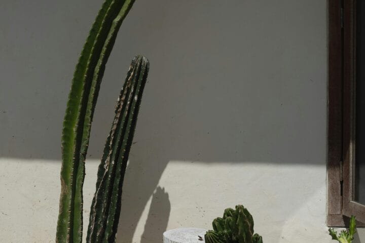 San Pedro Cactus 'Echinopsis pachanoi' - Discoverplants